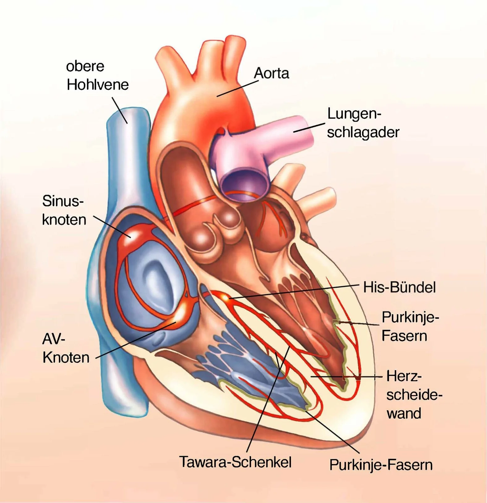 Das Herz - Aufbau, Funktionen der Gefäße und Puls | MFA-Azubiwelt