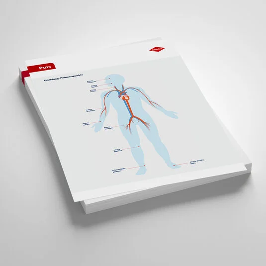 Das Herz - Aufbau, Funktionen der Gefäße und Puls | MFA-Azubiwelt