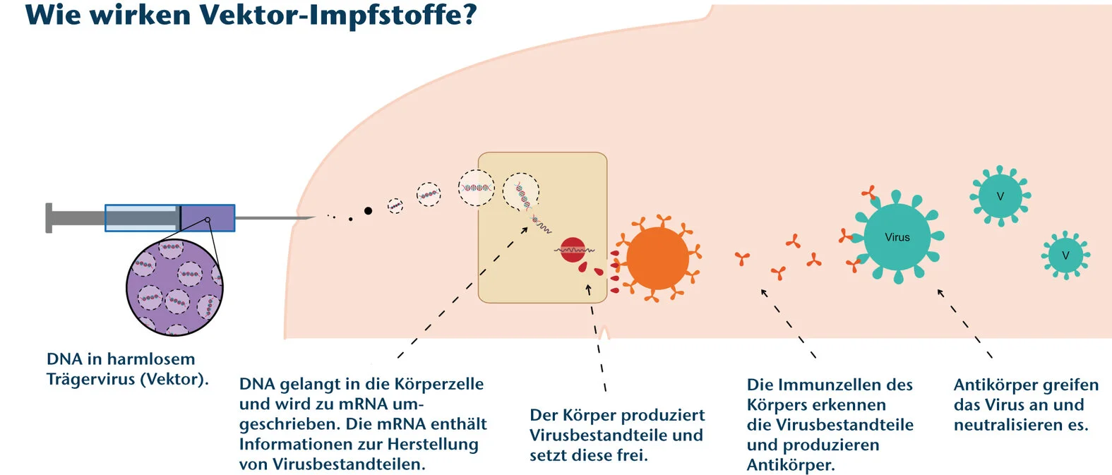 Aktive und passive Immunisierung | MFA-Azubiwelt
