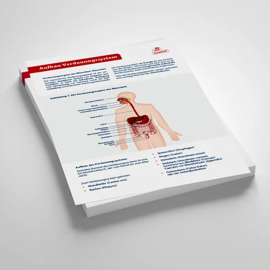 Verdauungssystem: Aufbau und Funktionsweise | MFA-Azubiwelt
