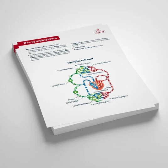 Verdauungssystem: Aufbau und Funktionsweise | MFA-Azubiwelt