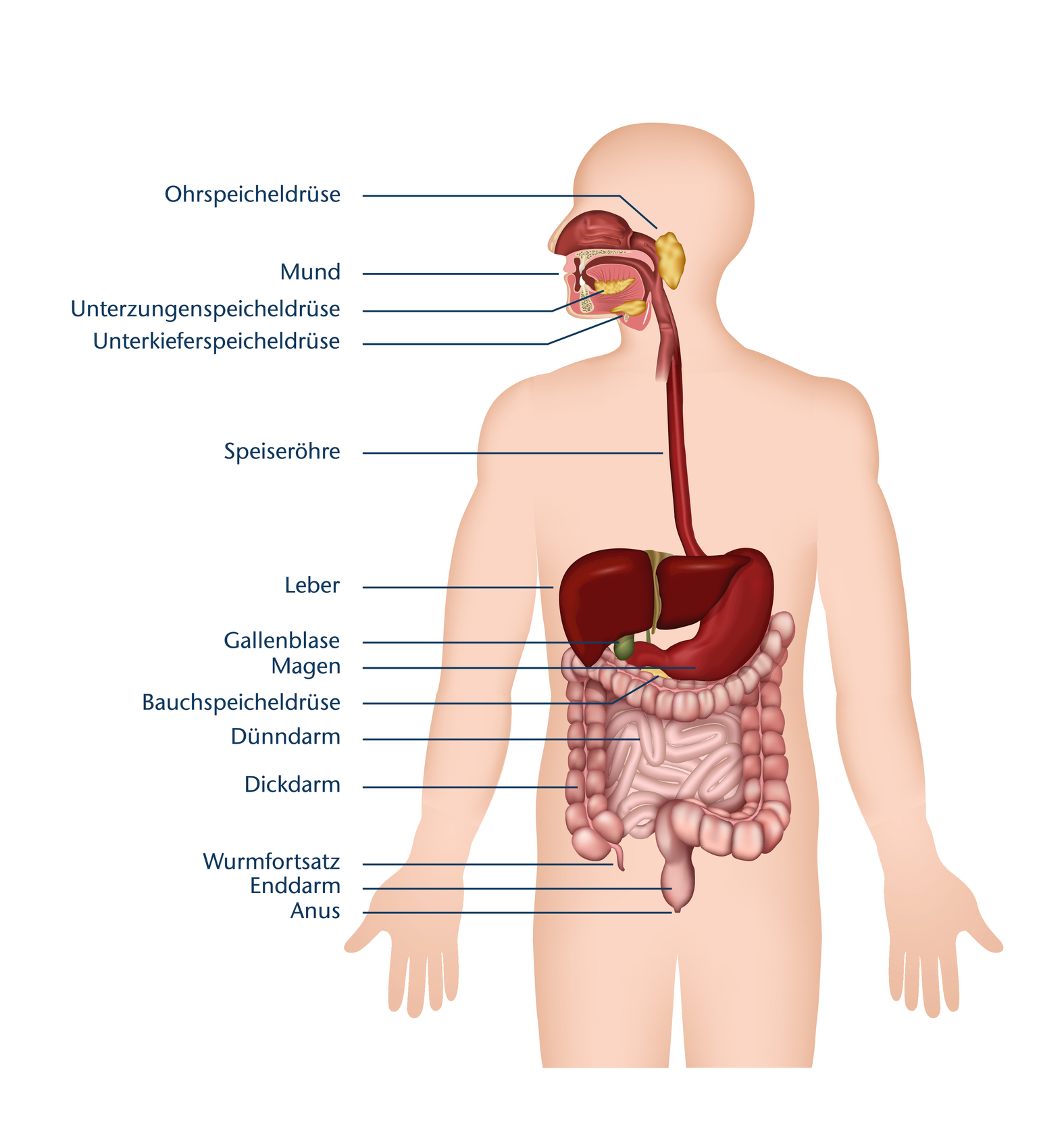 Verdauungssystem: Aufbau und Funktionsweise | MFA-Azubiwelt